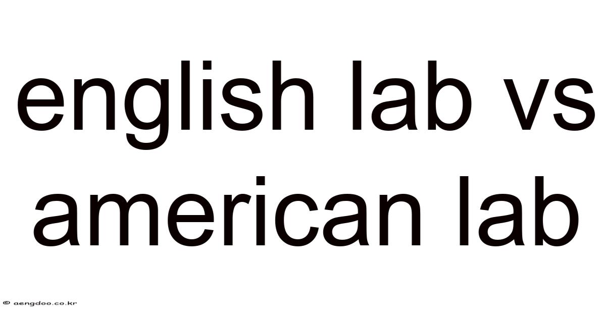 English Lab Vs American Lab