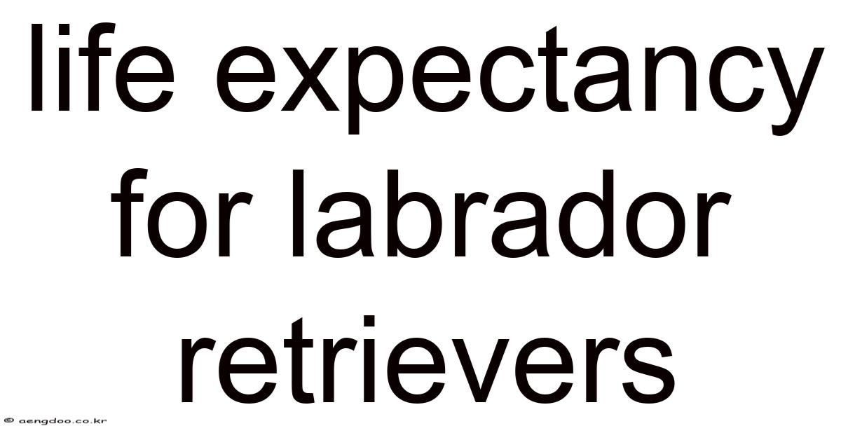 Life Expectancy For Labrador Retrievers